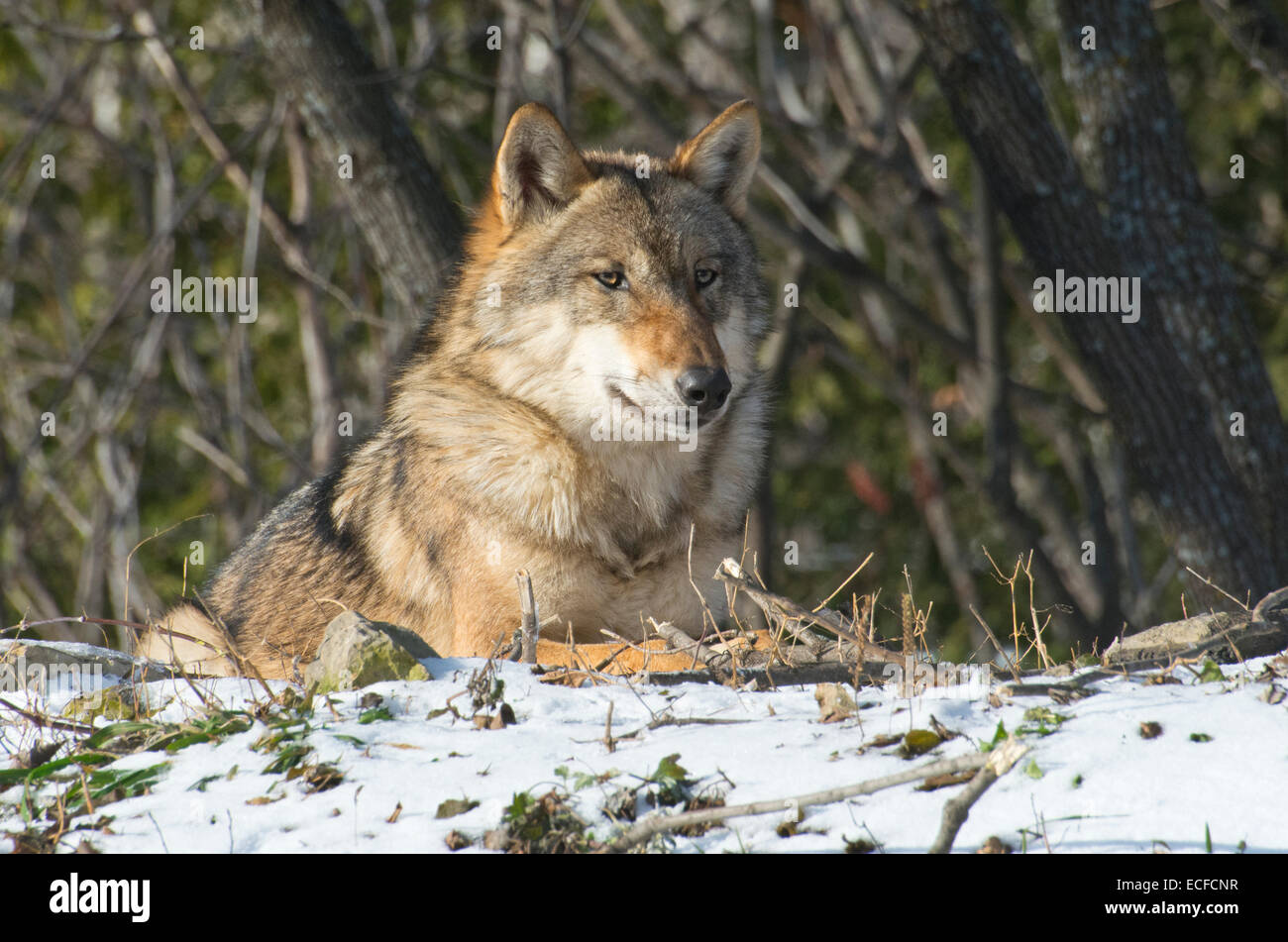 Grey wolf or gray wolf canis lupus hi-res stock photography and images ...
