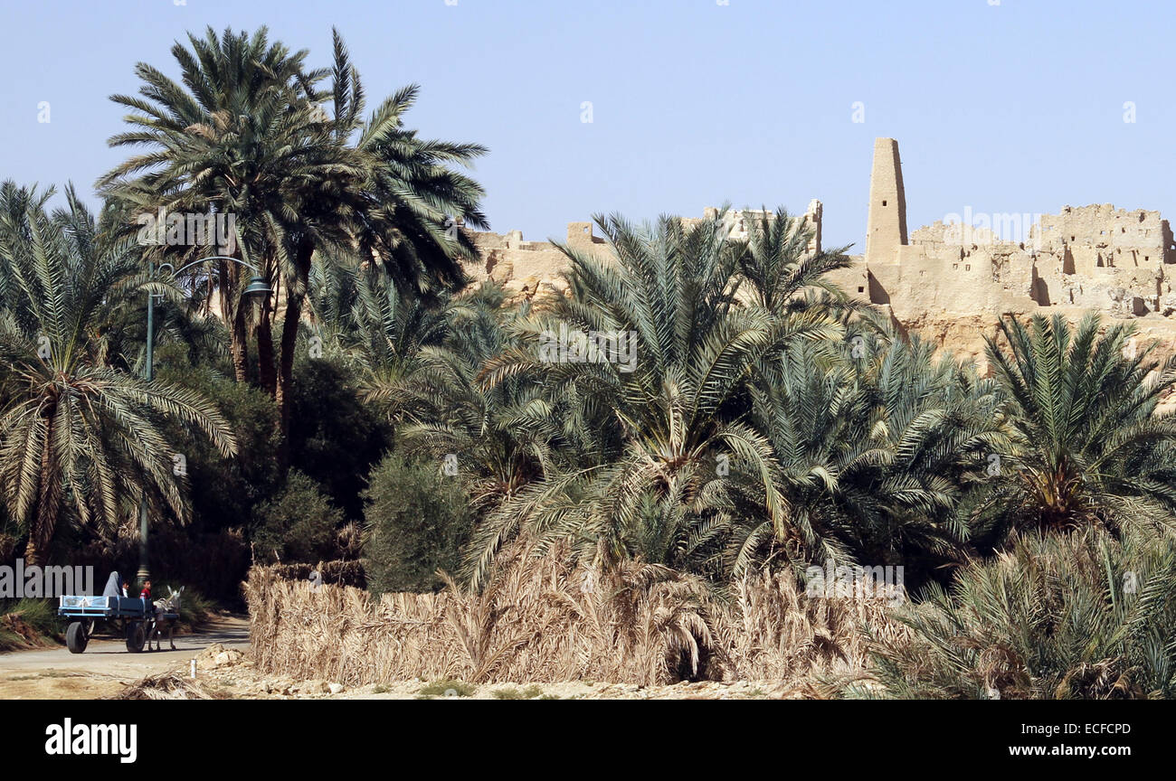 The Temple of the Oracle (also known as the Temple of Amun) rises over ...