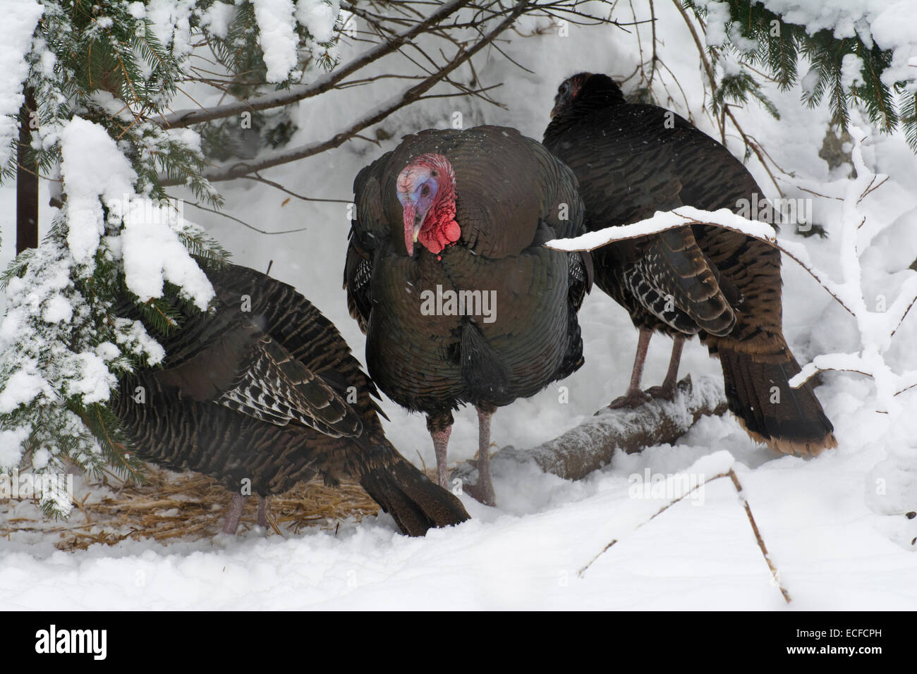 Wild turkey in winter hi-res stock photography and images - Alamy