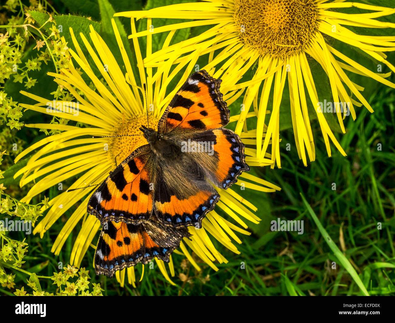 Tortoiseshell butterflies hi-res stock photography and images - Alamy