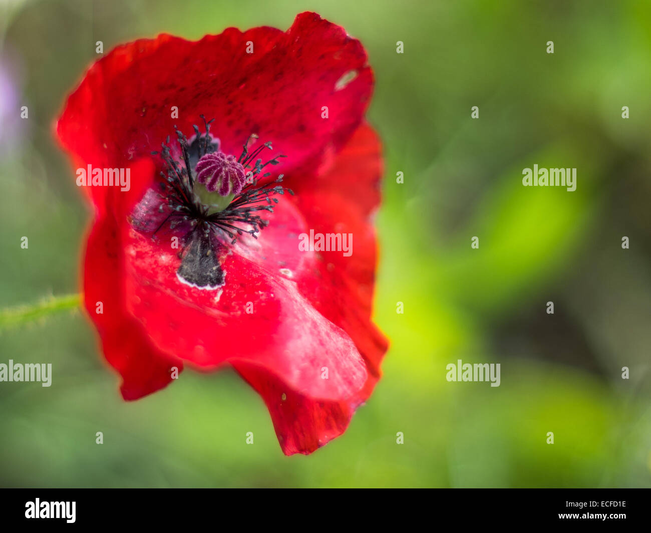 Velvet poppy hi-res stock photography and images - Alamy