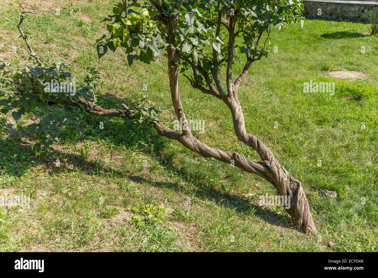 contorted tree growed in a ukrainian park Stock Photo - Alamy