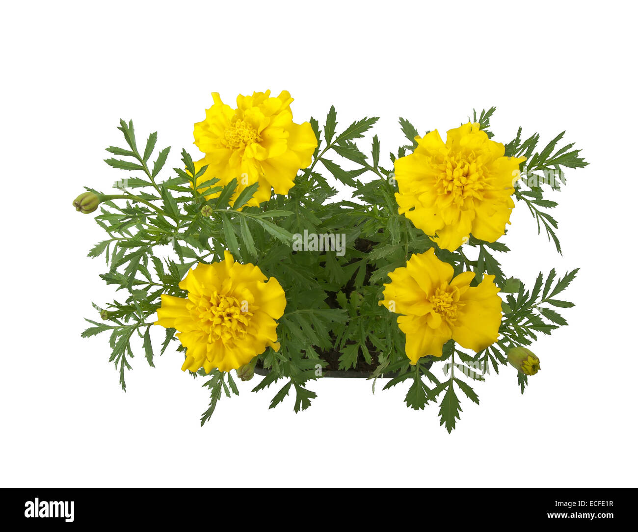 Marigold design hi-res stock photography and images - Alamy
