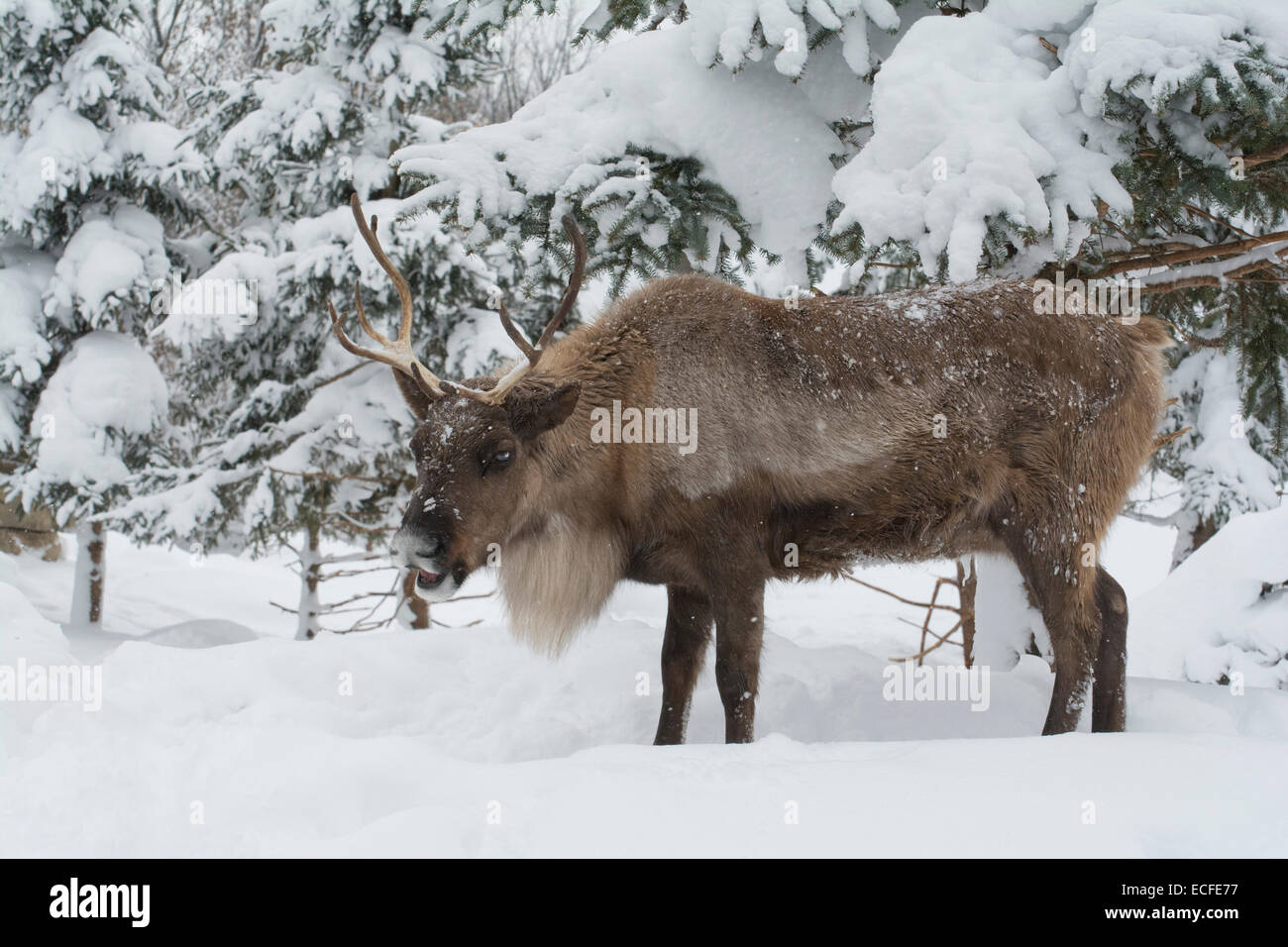 A female Caribou in winter Stock Photo - Alamy