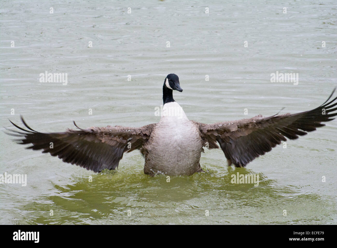 A Canada Goose on open water, in winter Stock Photo - Alamy