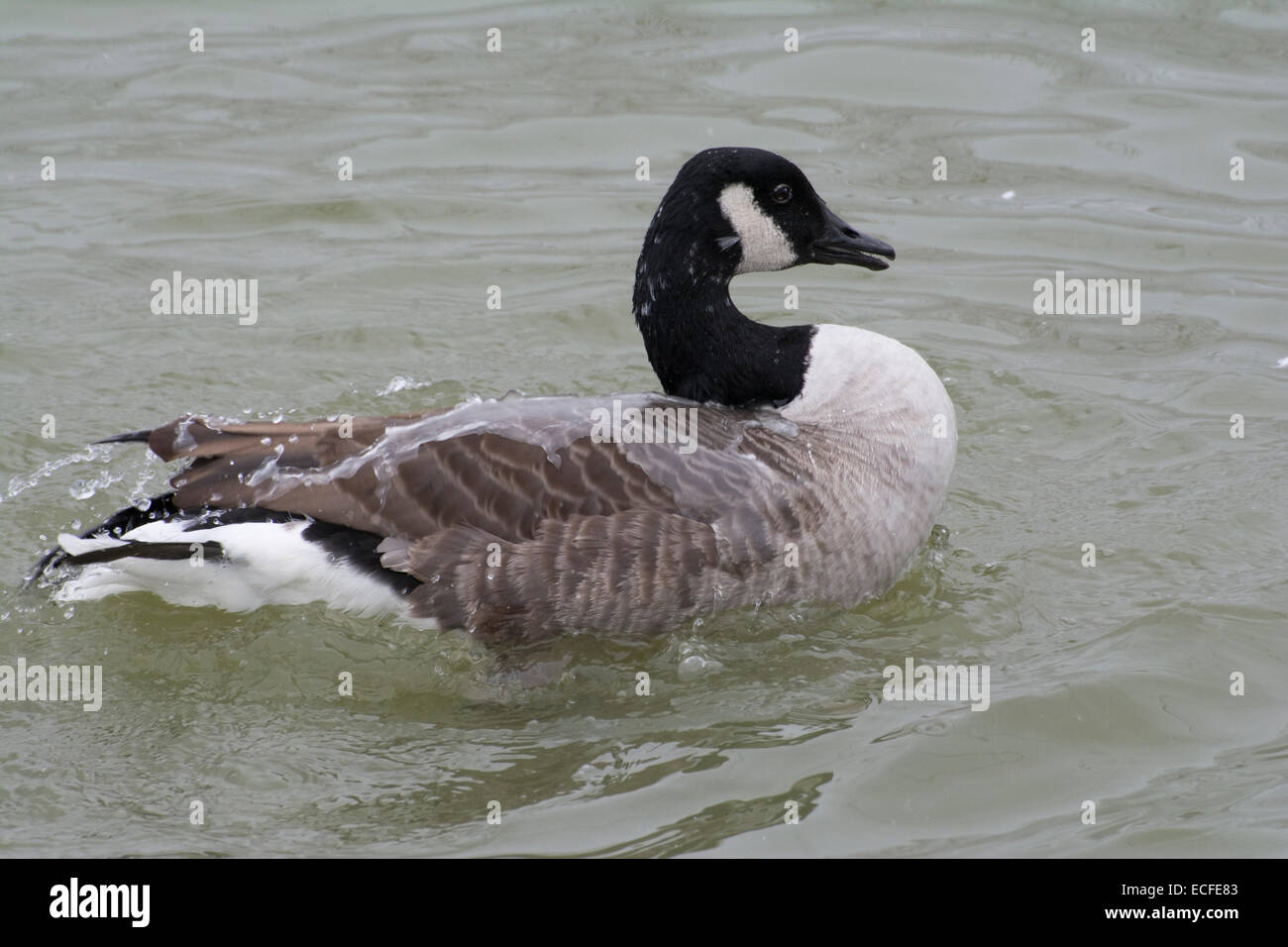 A Canada Goose on open water, in winter Stock Photo - Alamy