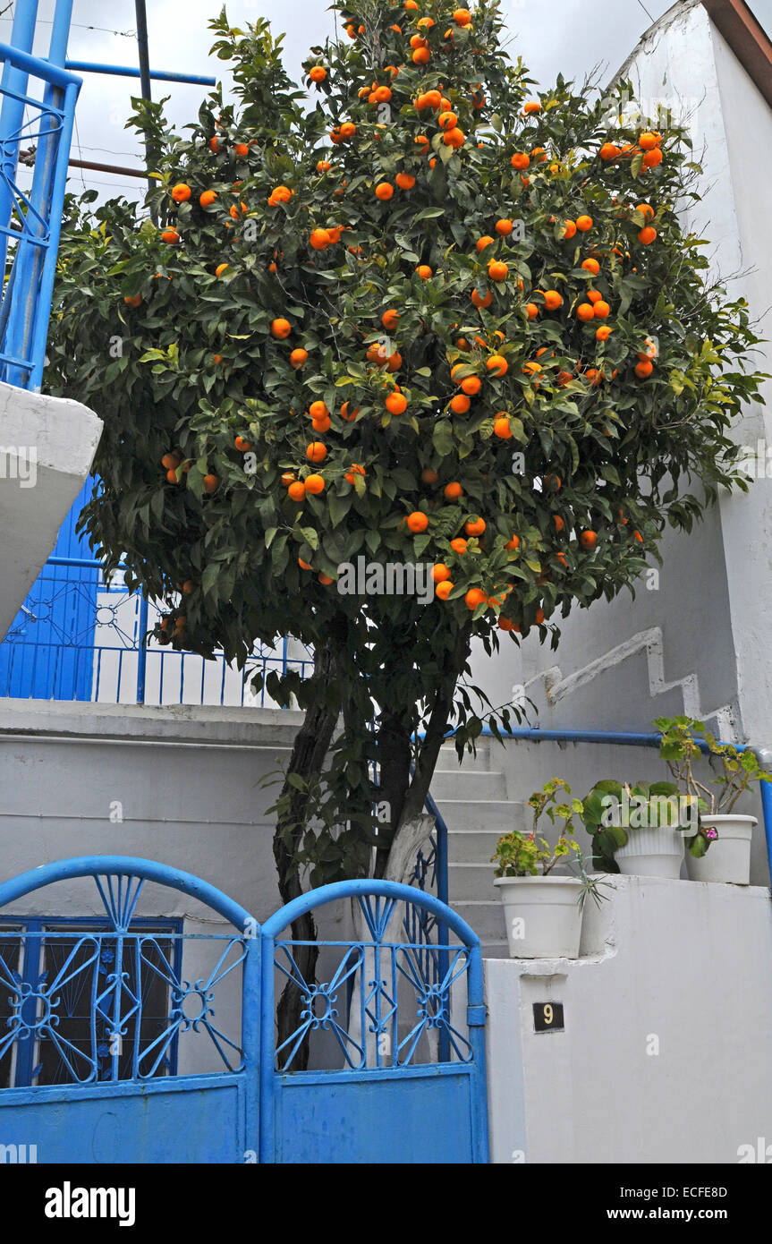 Orange tree in the small garden of a village house in Omodos in the ...
