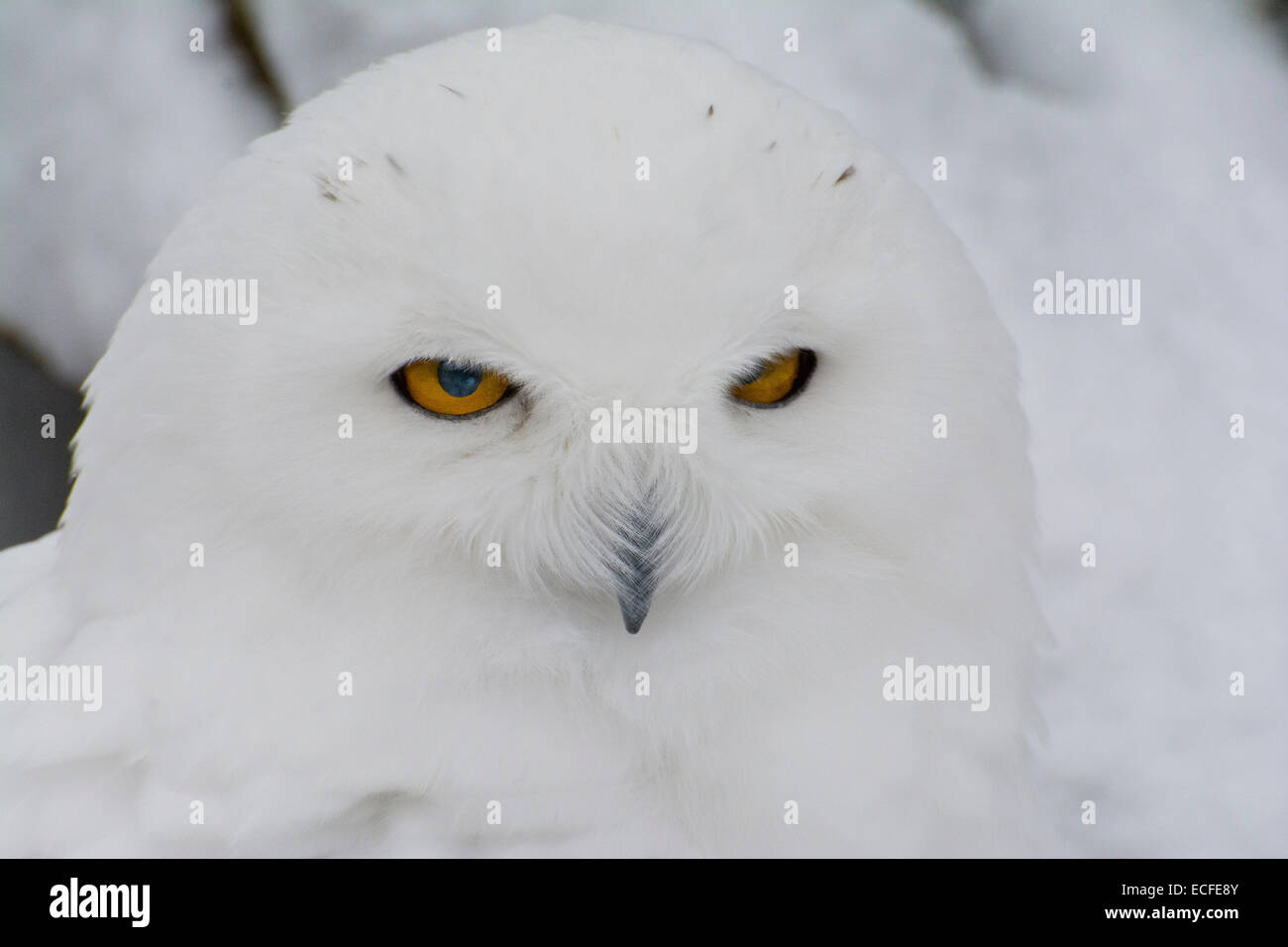 Close-up of a male Snowy Owl Stock Photo - Alamy