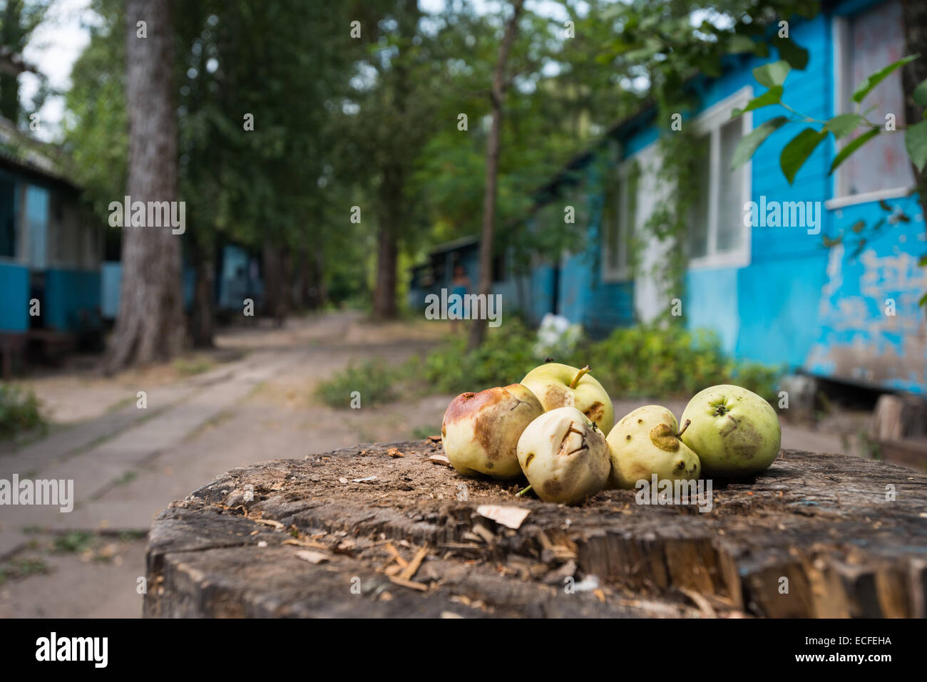 Forest green apple on hi-res stock photography and images - Alamy