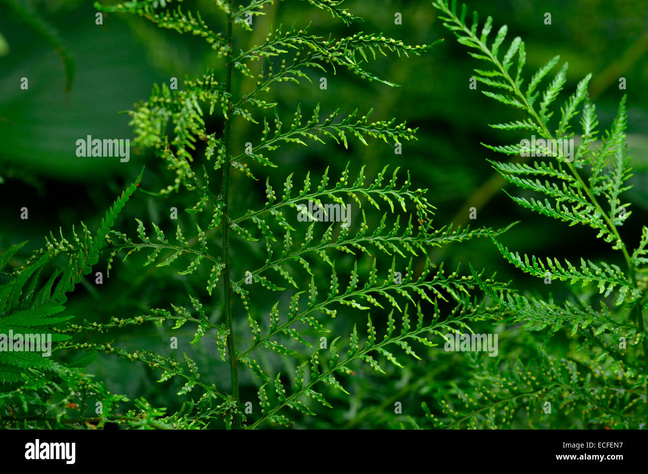 Close up of the unusual Shuttlecock Fern or Ostrich Fern Stock Photo ...