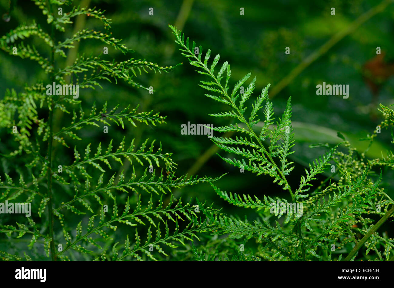 Fern border hi-res stock photography and images - Alamy