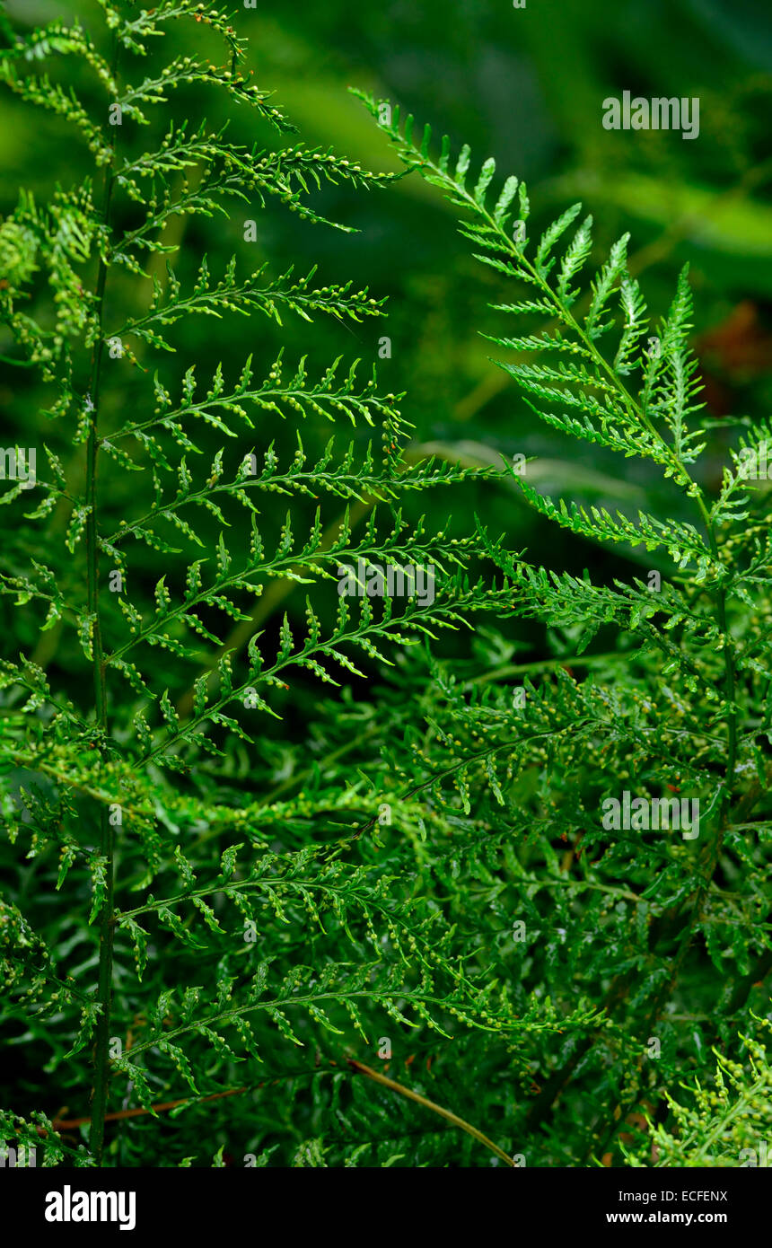 Close up of the unusual Shuttlecock Fern or Ostrich Fern Stock Photo ...