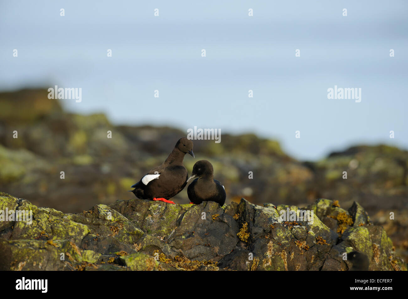 Black guillimot cepphus grylle hi-res stock photography and images - Alamy