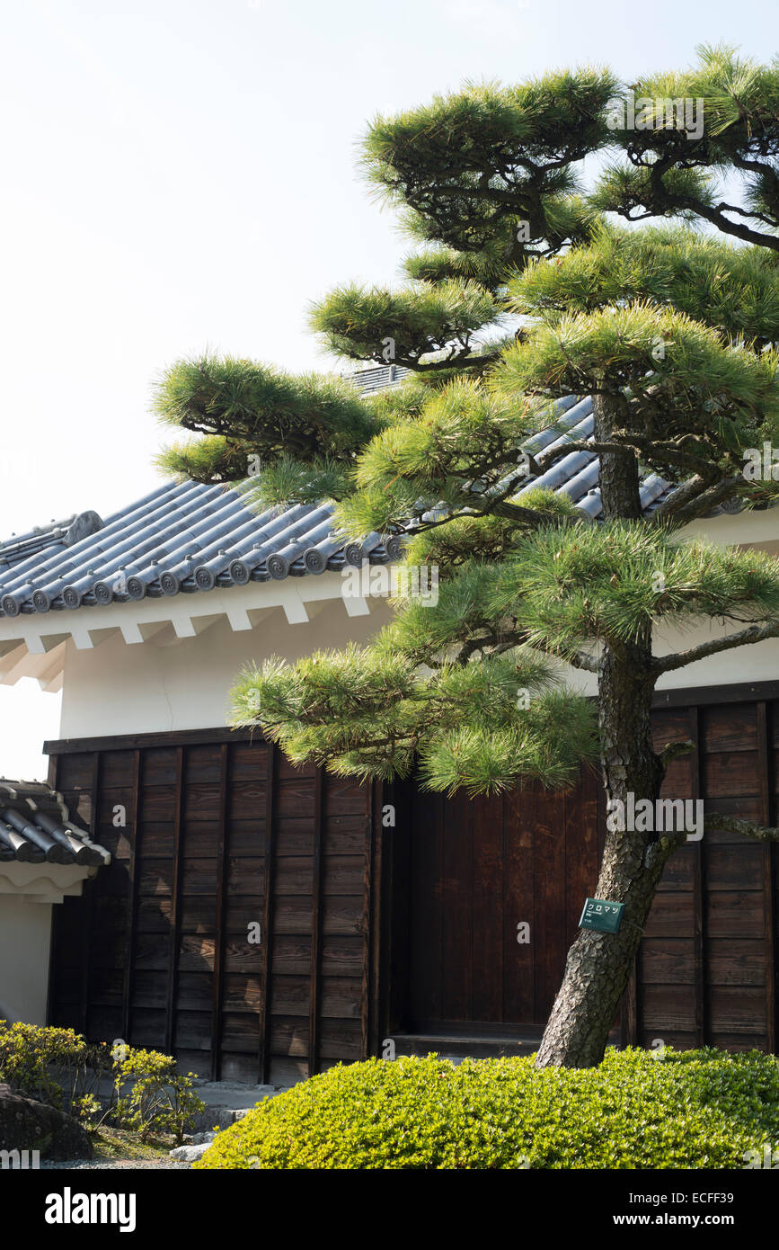 Pine tree against a traditional Japanese building Stock Photo - Alamy