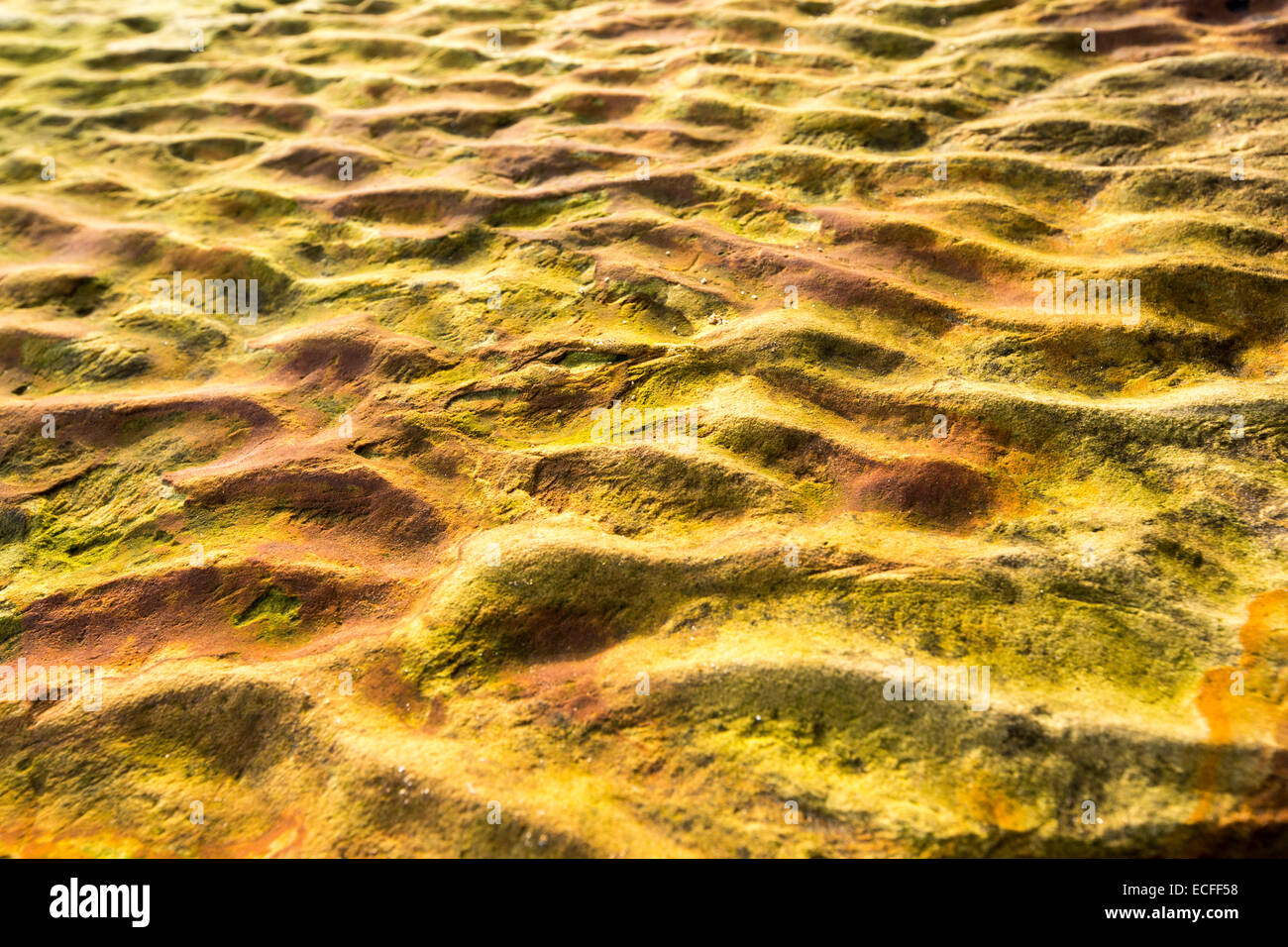 Fossil ripple beach marks in Sandstone on sea cliffs near boulmer ...