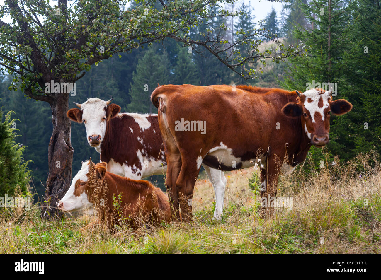 Cow carpathian mountains ukraine hi-res stock photography and images ...