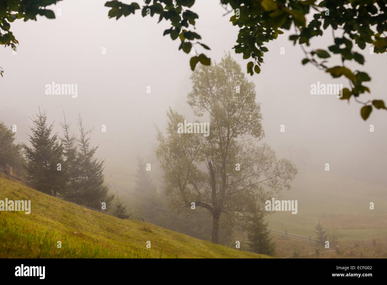 Lonely tree on the hill, above the misty valley in Ukraine Stock Photo ...