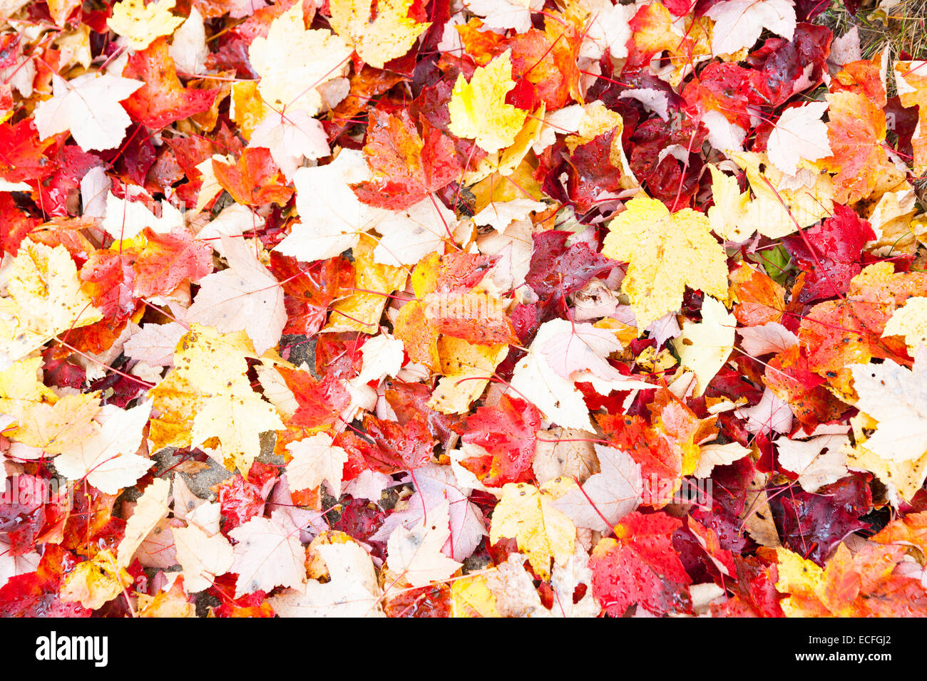 Wet ground texture hi-res stock photography and images - Alamy