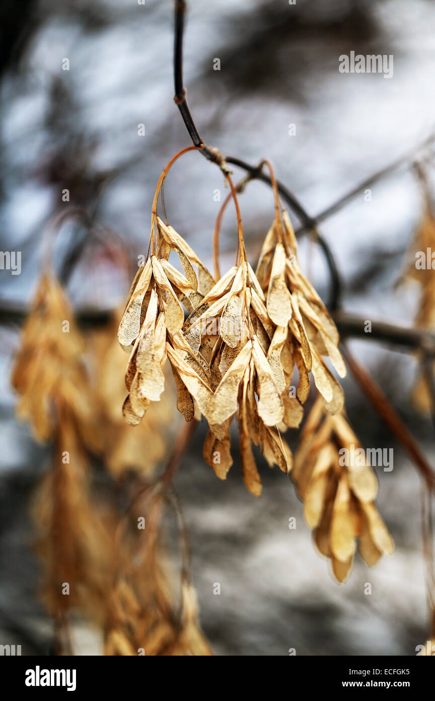 Beautiful yellow and red leaves on an autumn bush Stock Photo - Alamy