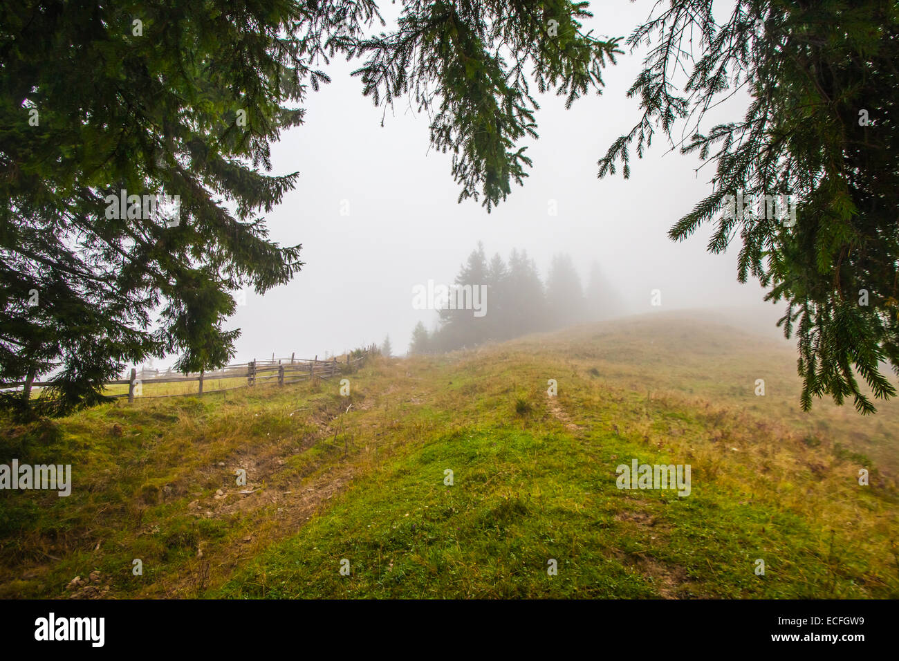 Mystical deep fog in a forest , Ukraine, mountauns Stock Photo - Alamy