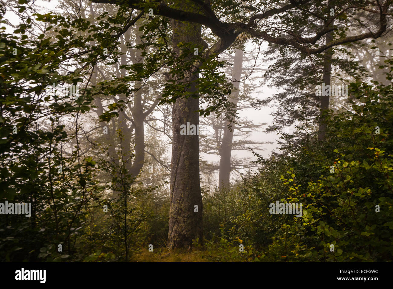 Mystical deep fog in a forest , Ukraine, mountauns Stock Photo - Alamy
