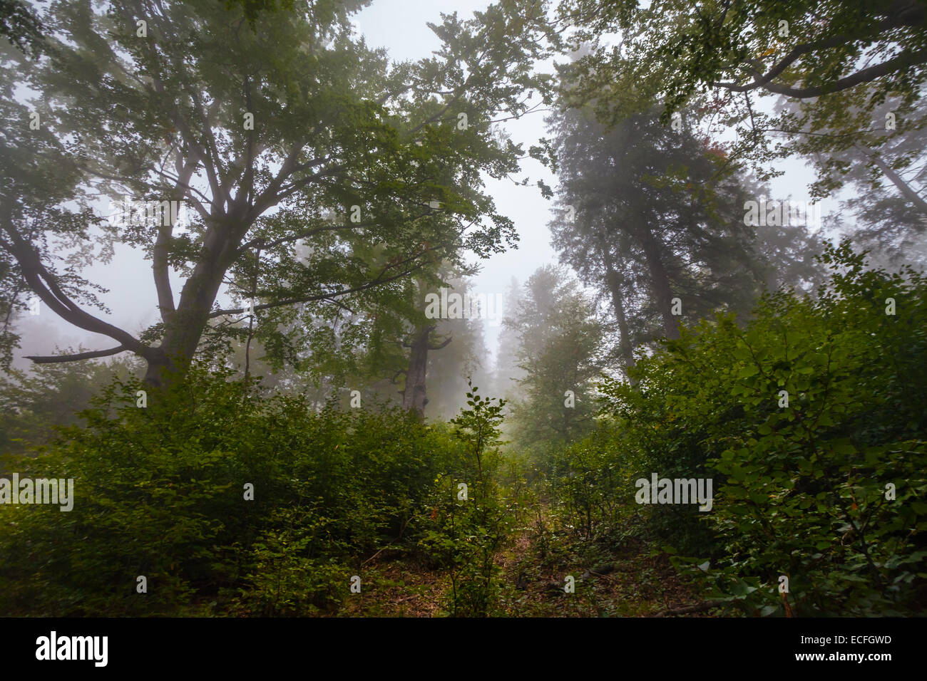 Mystical deep fog in a forest , Ukraine, mountauns Stock Photo - Alamy