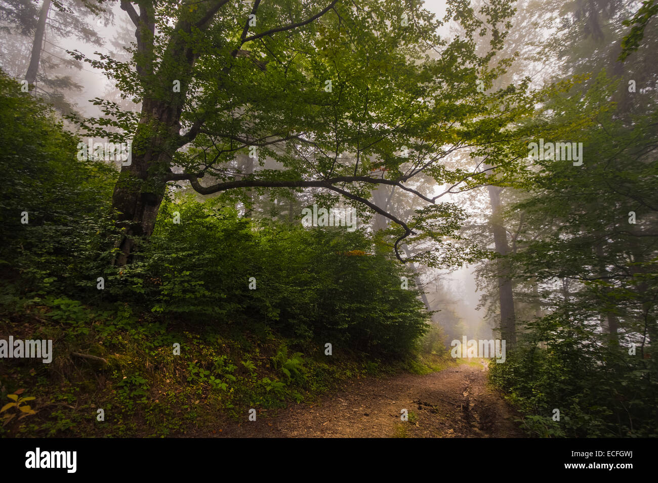 Mystical deep fog in a forest , Ukraine, mountauns Stock Photo - Alamy