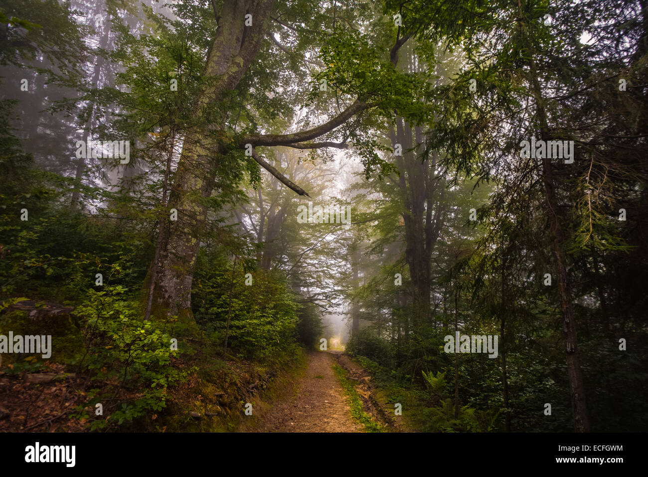 Mystical deep fog in a forest , Ukraine, mountauns Stock Photo - Alamy