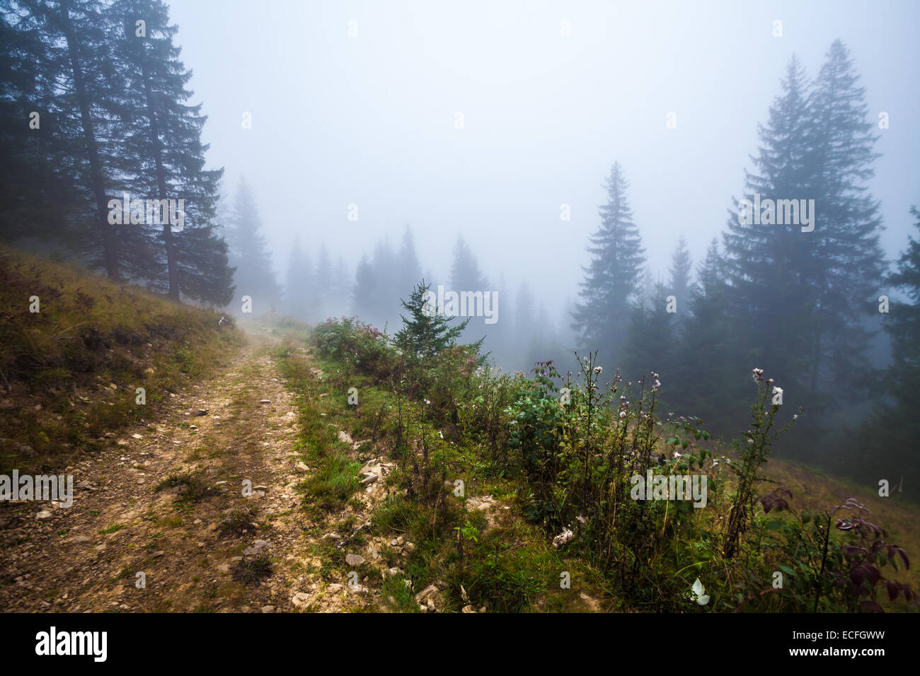 Mystical deep fog in a forest , Ukraine, mountauns Stock Photo - Alamy