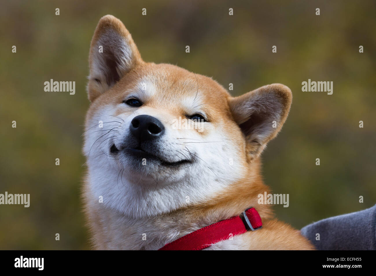 cute smiling shiva inu puppy outdoors with a autumn background Stock ...