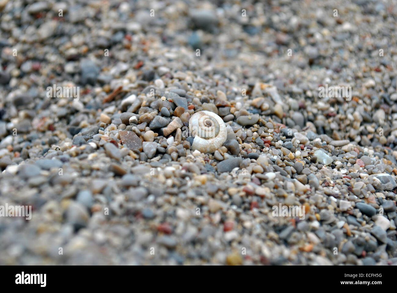 Little shell in the send on the beach Stock Photo - Alamy