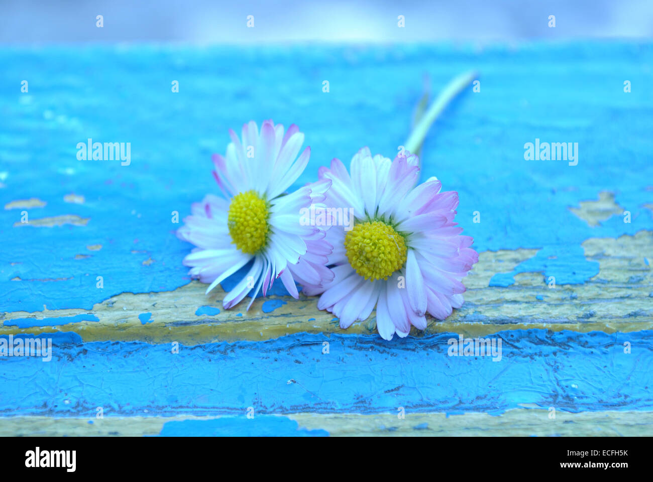 Two daisy flower on old blue background Stock Photo - Alamy