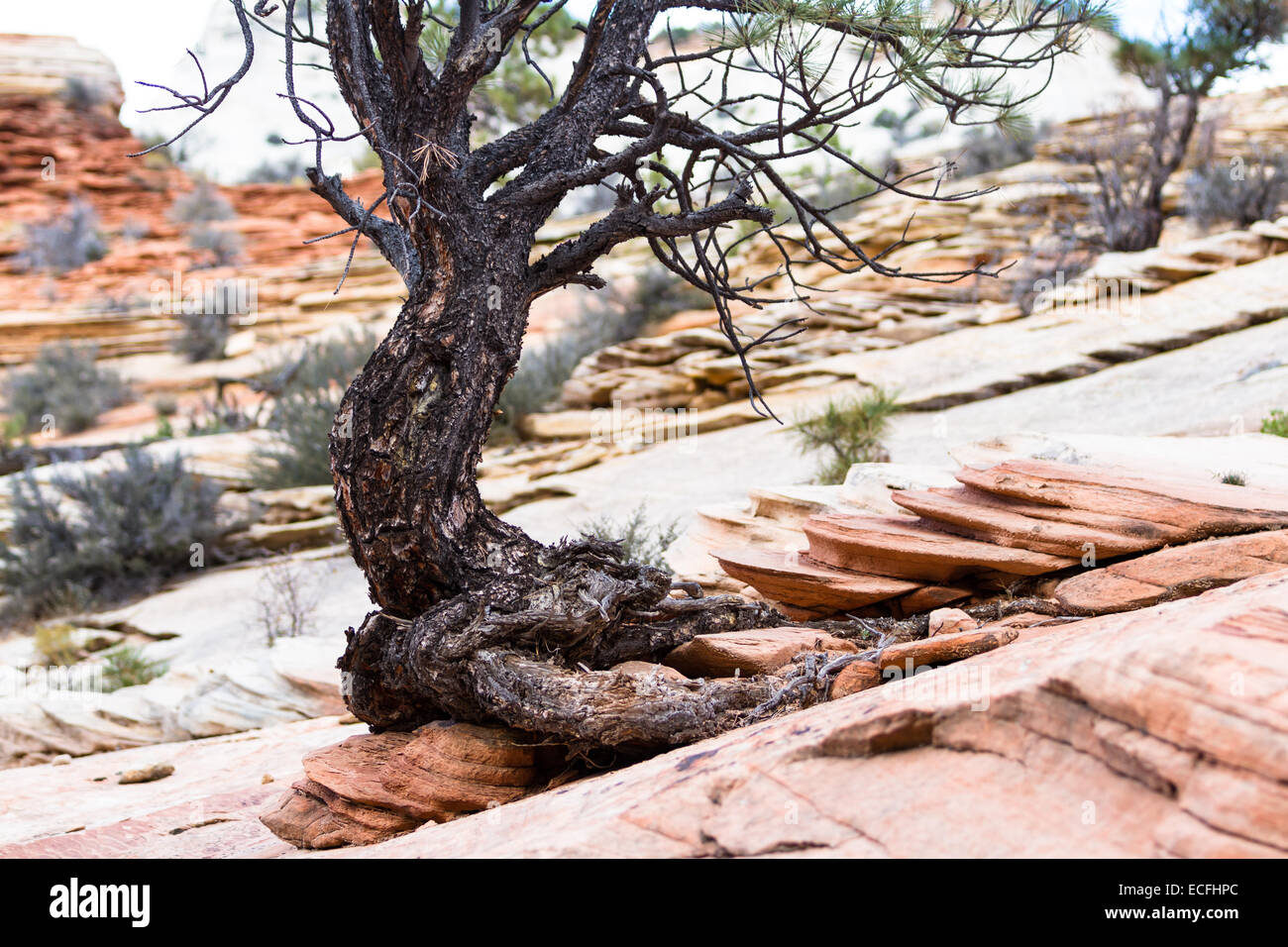 lone tree growing in the bare sandstone with long roots holding on tho ...