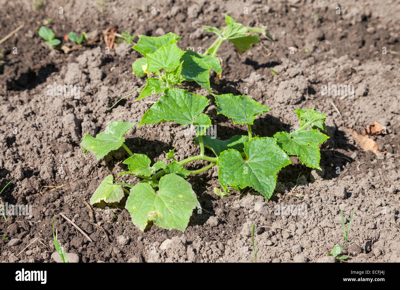 Small green sprouts plants hi-res stock photography and images - Alamy