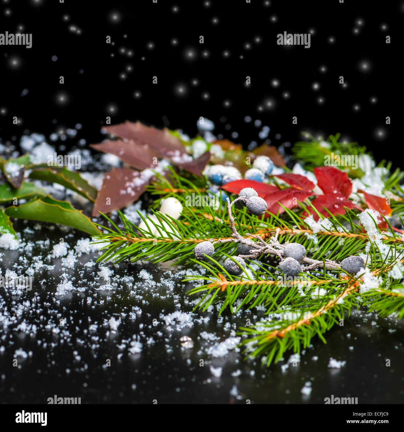 Holy tree winter hi-res stock photography and images - Alamy