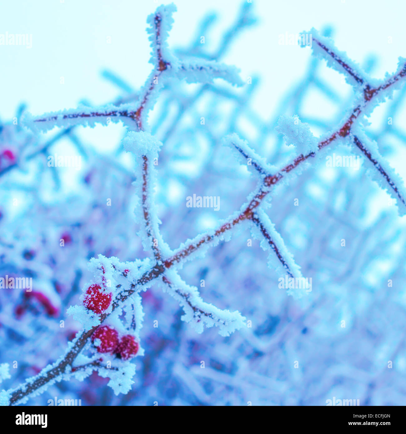 Branches of trees and red berries covered with snow in frost at winter ...
