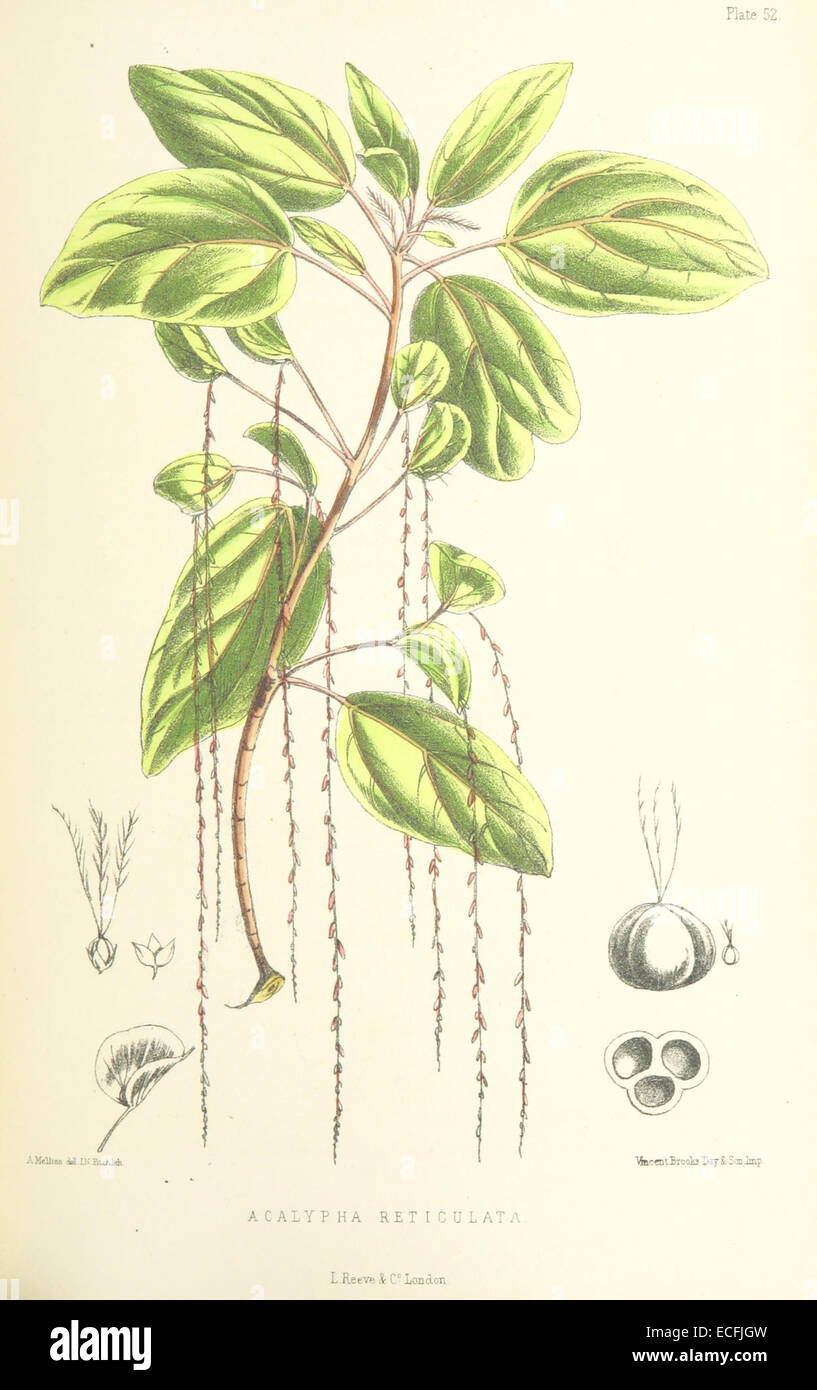 This 1875 botanical illustration by Melliss depicts Acalypha reticulata ...