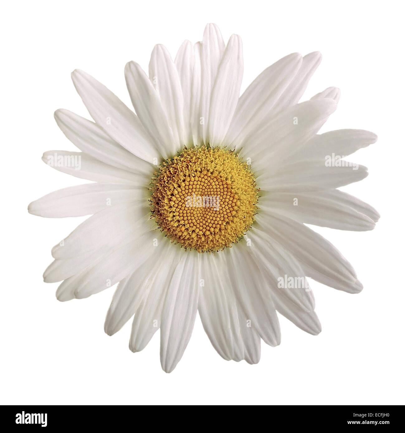 Daisy top view Cut Out Stock Images & Pictures - Alamy