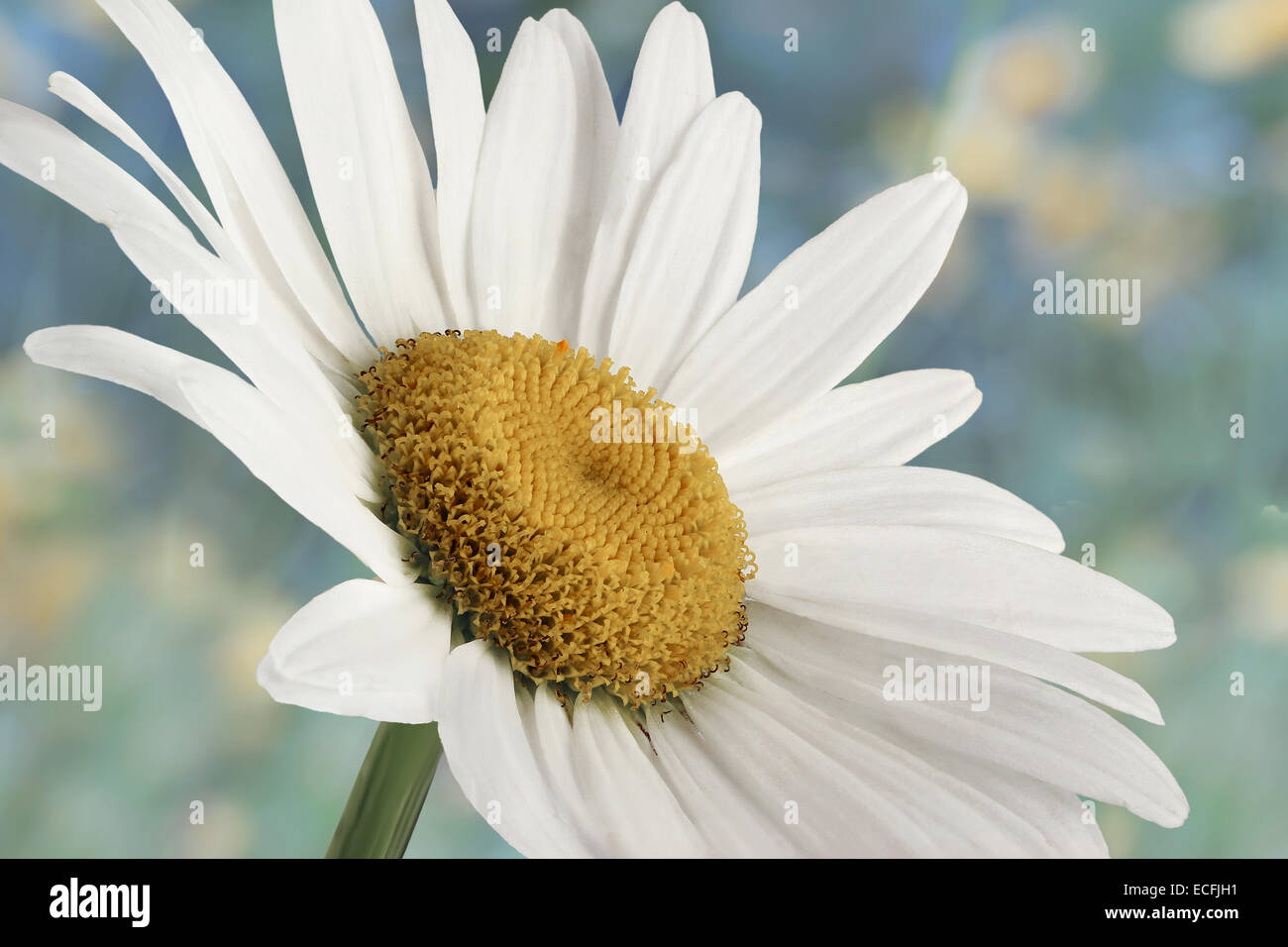 Beautiful daisy flower hi-res stock photography and images - Alamy