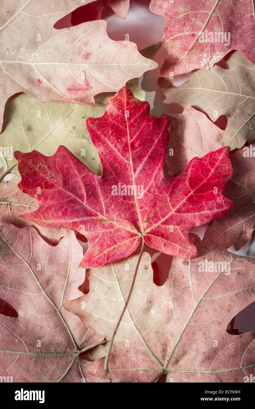 the beauty of autumn in a colorful red maple leaf Stock Photo - Alamy