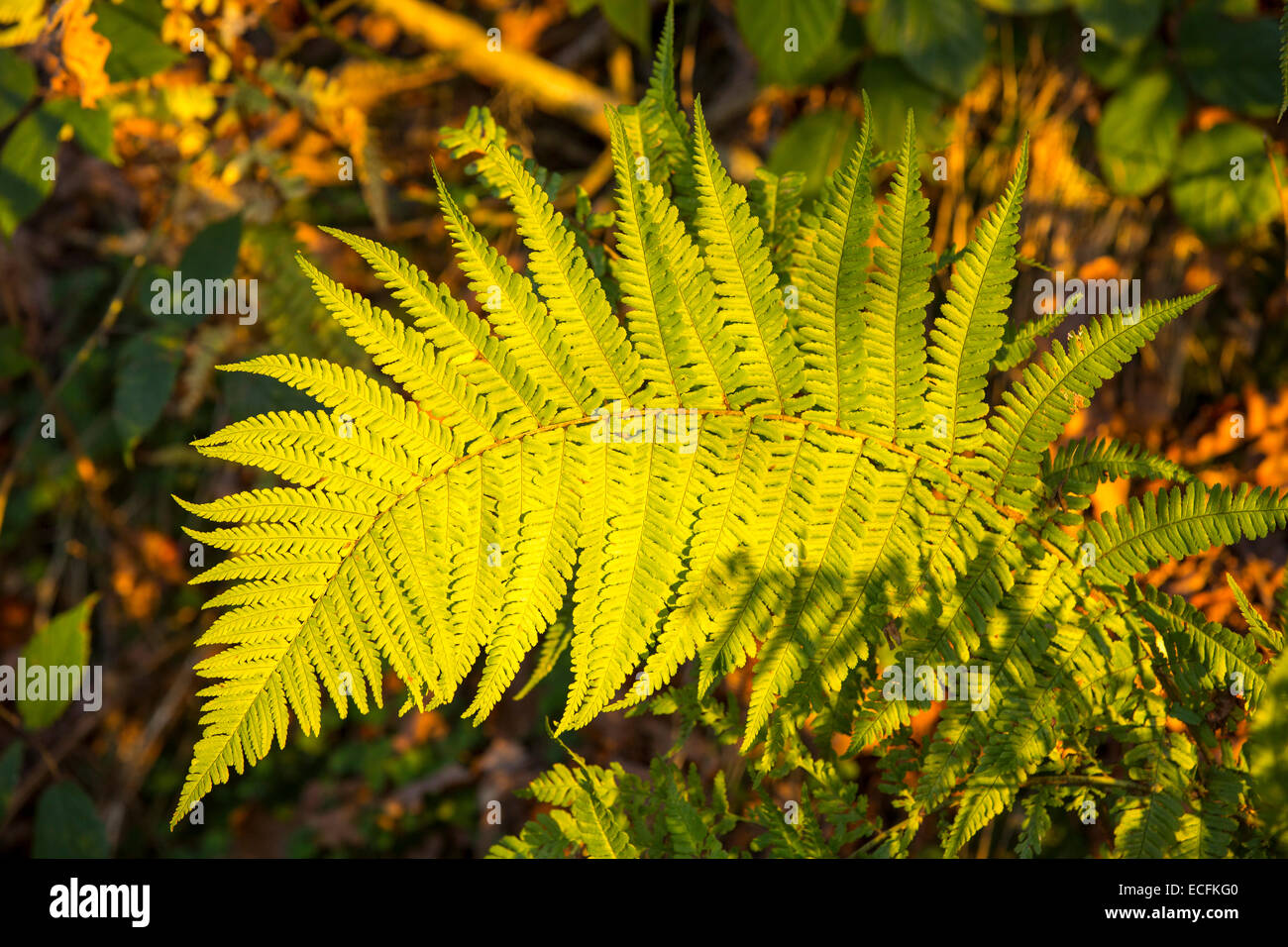 A fern glowing at sunset, Ambleside, Cumbria, UK Stock Photo - Alamy