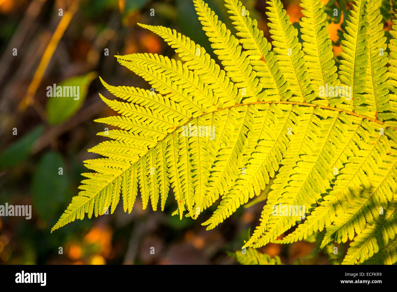 A fern glowing at sunset, Ambleside, Cumbria, UK Stock Photo - Alamy