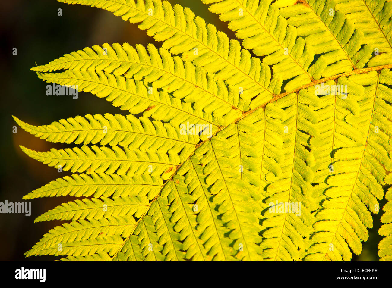A fern glowing at sunset, Ambleside, Cumbria, UK Stock Photo - Alamy