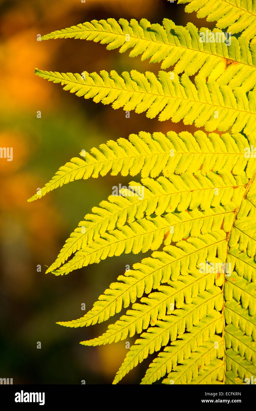 A fern glowing at sunset, Ambleside, Cumbria, UK Stock Photo - Alamy