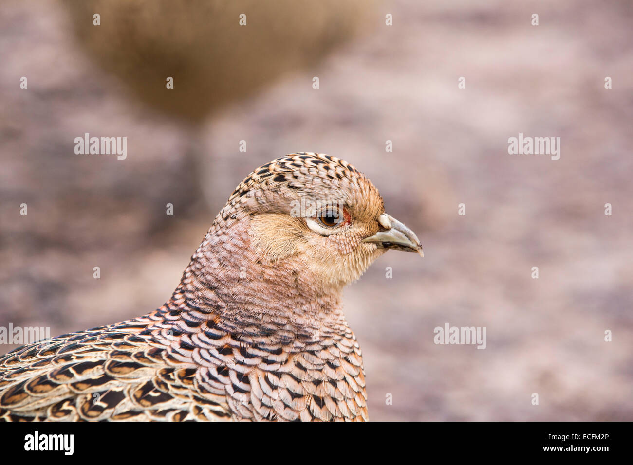 A female Common Pheasant, (Phasianus colchicus) UK Stock Photo - Alamy