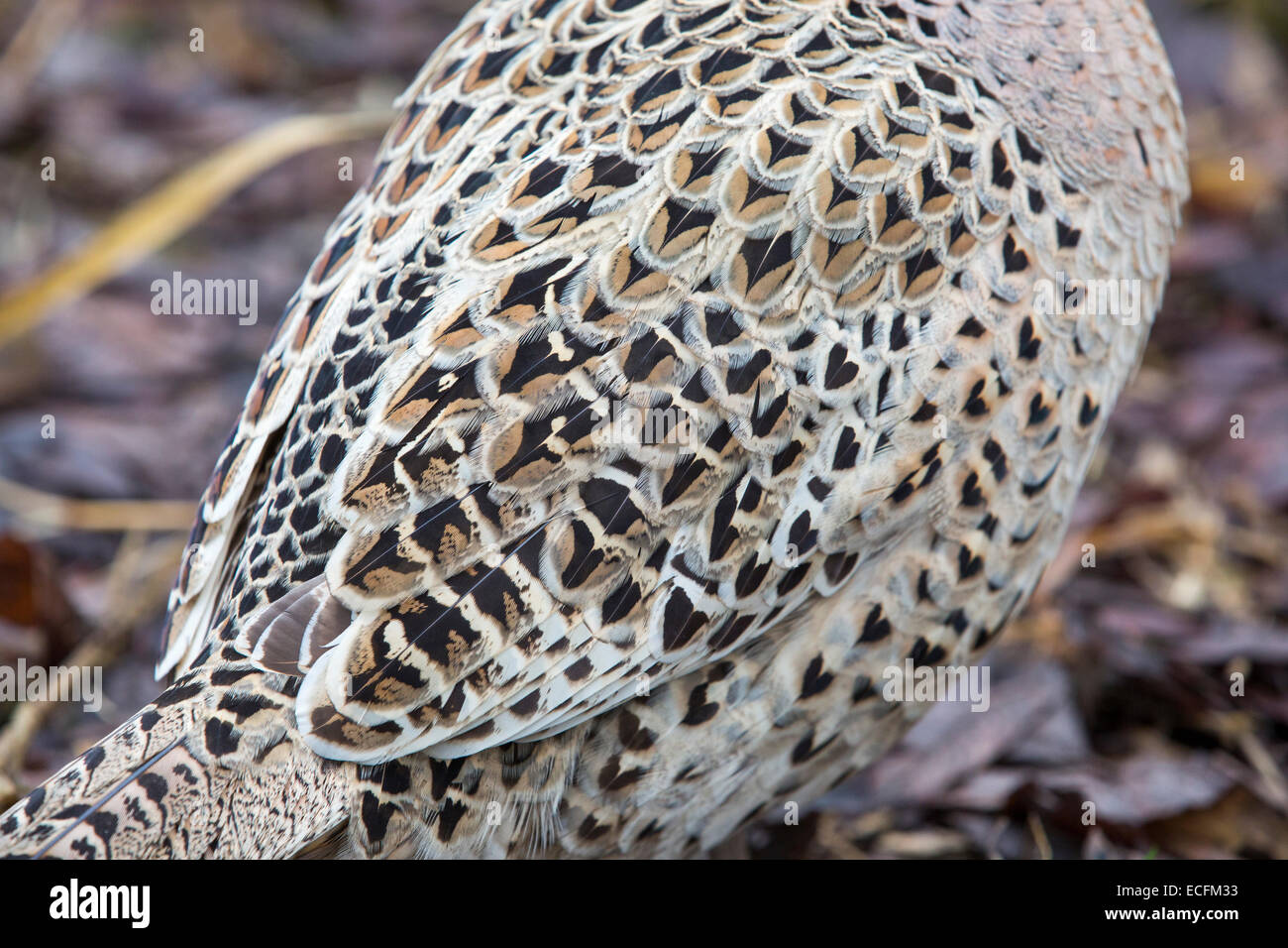 A female Common Pheasant, (Phasianus colchicus) UK Stock Photo - Alamy