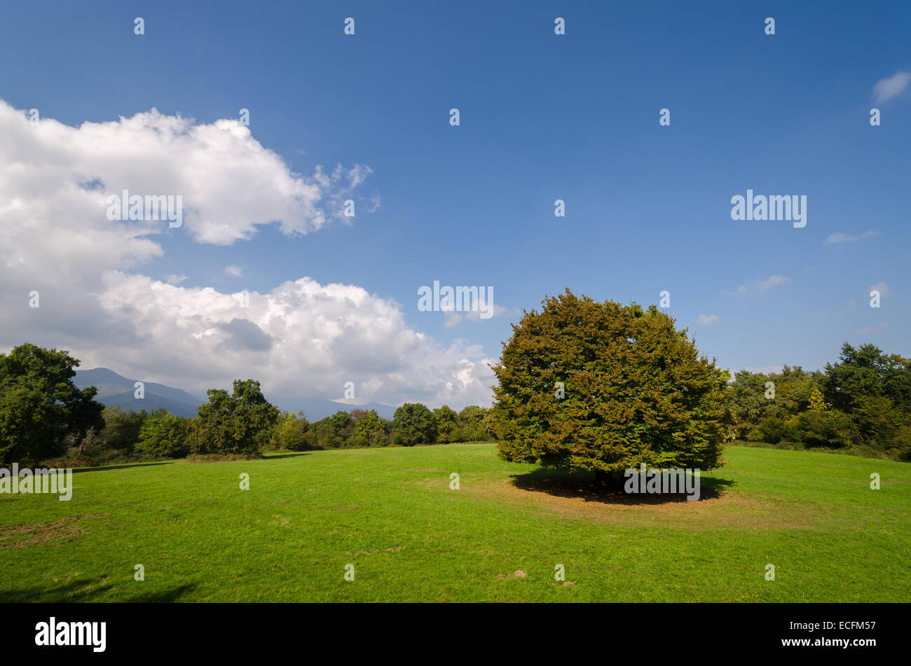 lone tree on the prairie Stock Photo - Alamy