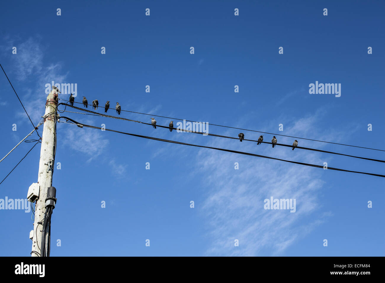 Birds on wires connected to a telephone pole Stock Photo - Alamy