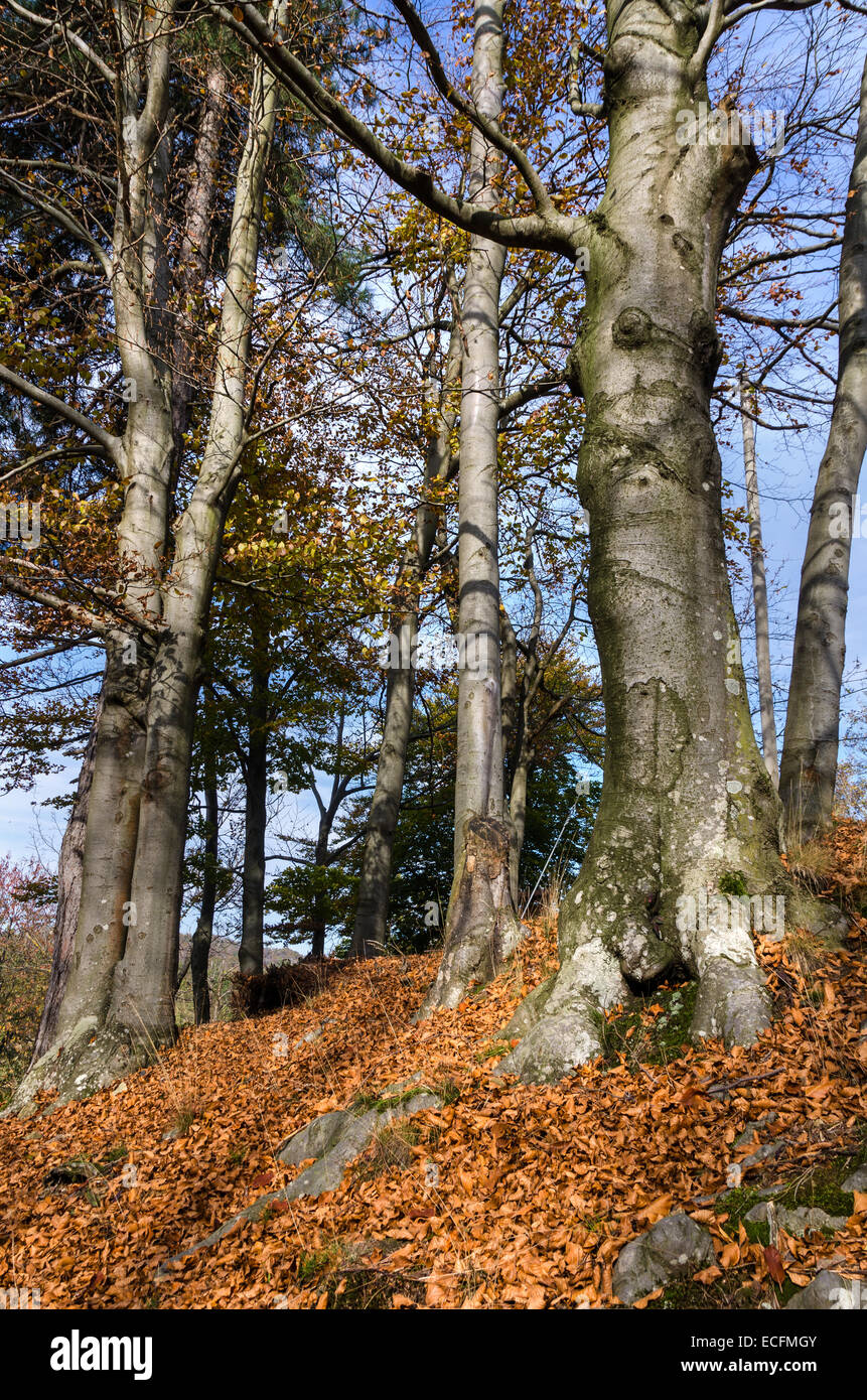 colors of leaves and trees in autumn Stock Photo - Alamy