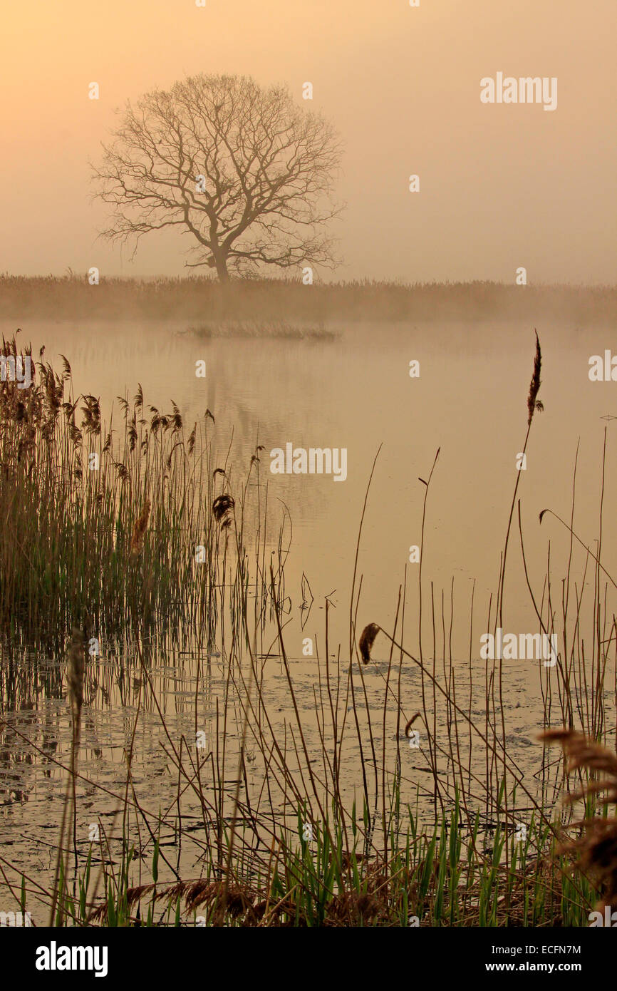 a misty morning at potteric carr doncaster yorkshire england uk Stock ...